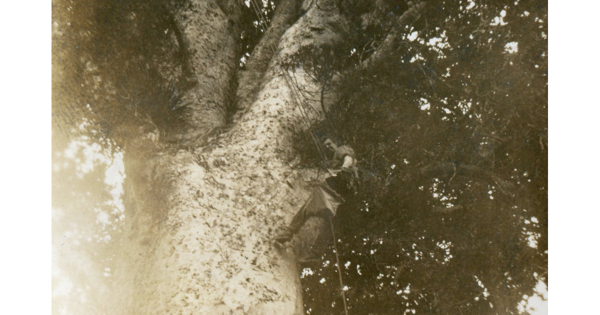 Kauri Gum Industry / Photography - Historical | MAD on New Zealand